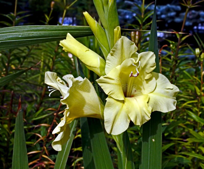 Yellow Gladiolus in the Garden Stock Image - Image of garden ...