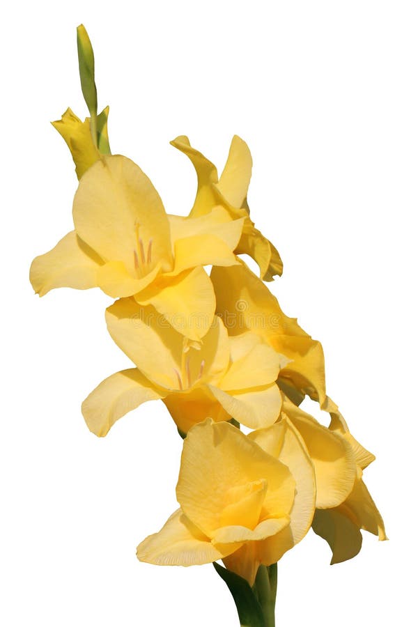 Yellow gladiolus flower stock image. Image of decoration - 97860629