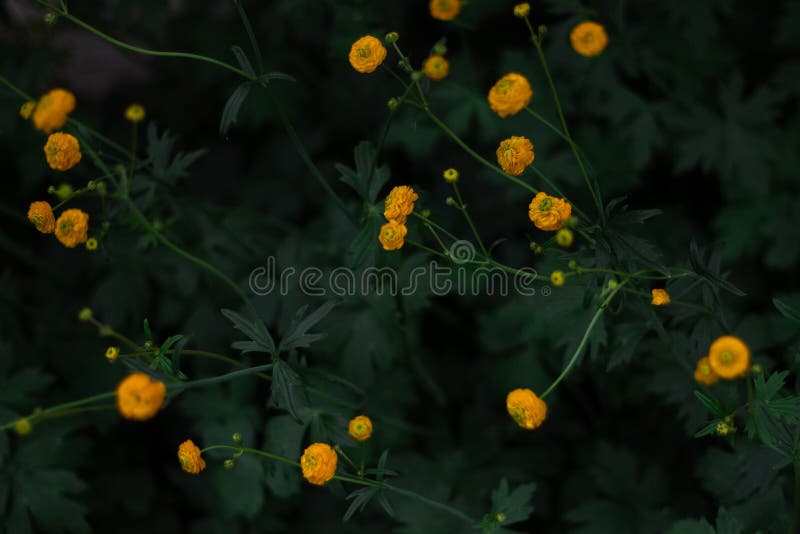 Yellow Globe Flowers from Above Stock Photo - Image of daisy, floral ...