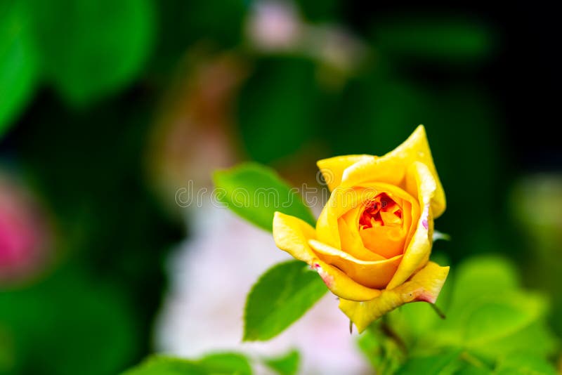 Yellow Glowing Roses Rosales in Bright Sunshine Stock Photo - Image of ...