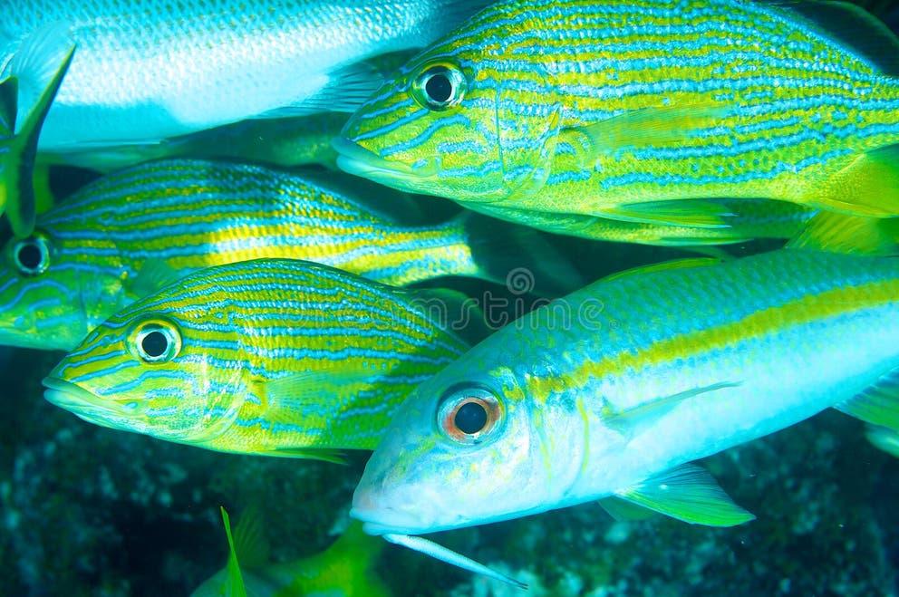 Yellow Goat Fish and Blue Stripe Grunt Stock Image - Image of atlantic ...