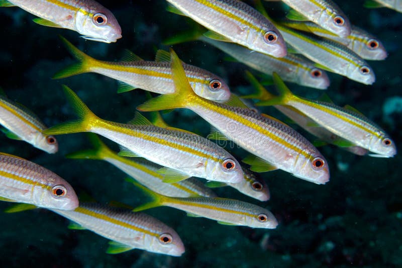 Manybar Goatfish stock photo. Image of pseudopneus, colorful - 15715304