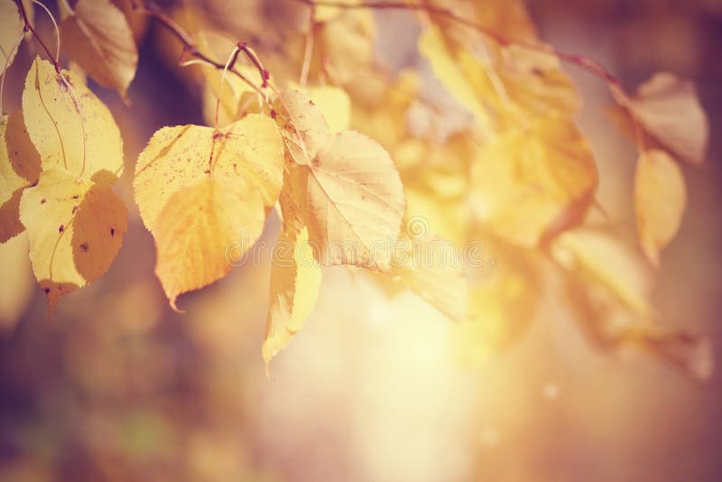 Yellow-gold autumn leaves stock photo. Image of nature - 60539240