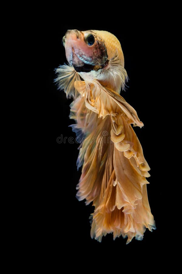 Yellow Gold Betta Fish, Siamese Fighting Fish Stock Image - Image of ...