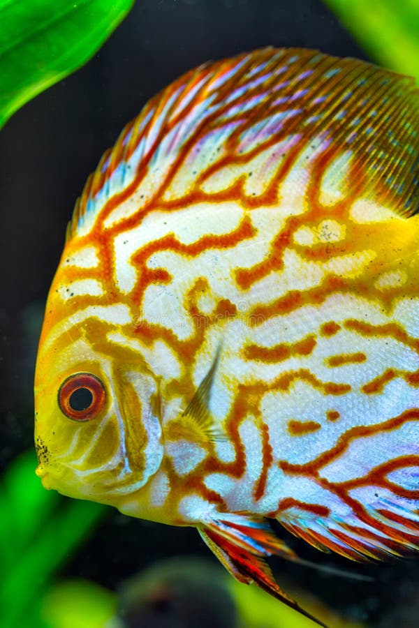 Yellow Gold discus fish stock photo. Image of underwater - 188587224