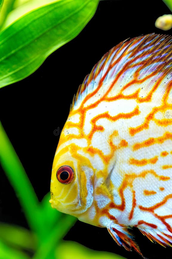 Yellow Gold discus fish stock photo. Image of ecosystem - 188587260