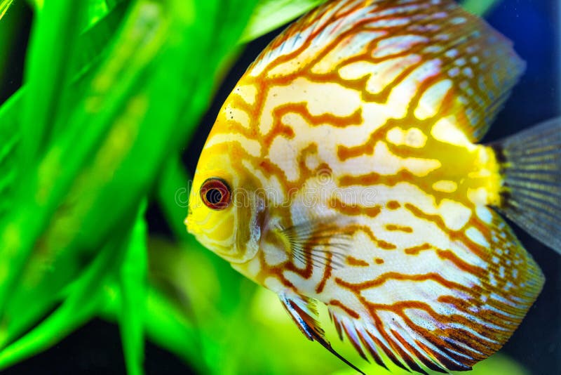 Yellow Gold discus fish stock image. Image of light - 188587365