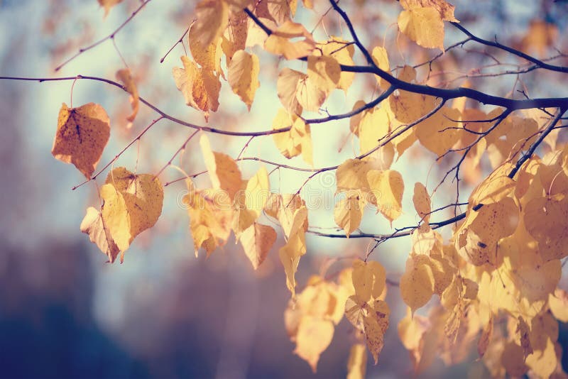 Yellow-gold Leaves in the Fall. Stock Image - Image of fade, beauty ...