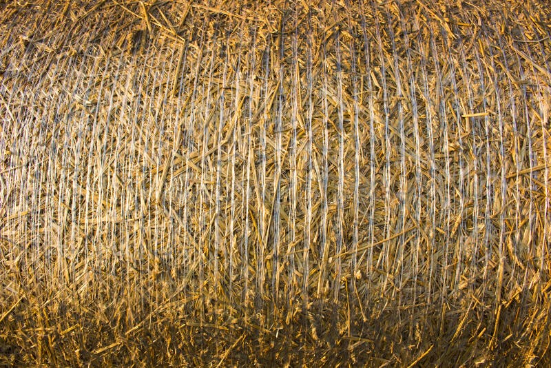 Yellow Gold Pressed Straw in Bales Stock Photo - Image of agriculture ...