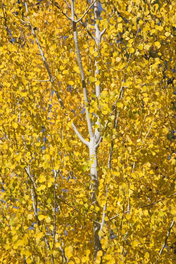 28,298 Aspen Tree Stock Photos - Free & Royalty-Free Stock Photos from ...