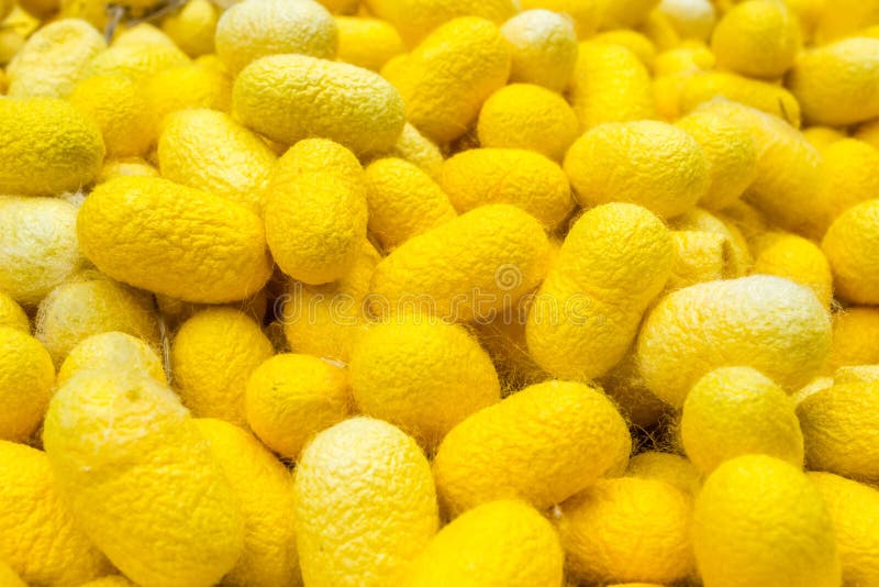 Two Cocoons One Smooth, One with Texture - Woolly Bear Caterpillar ...