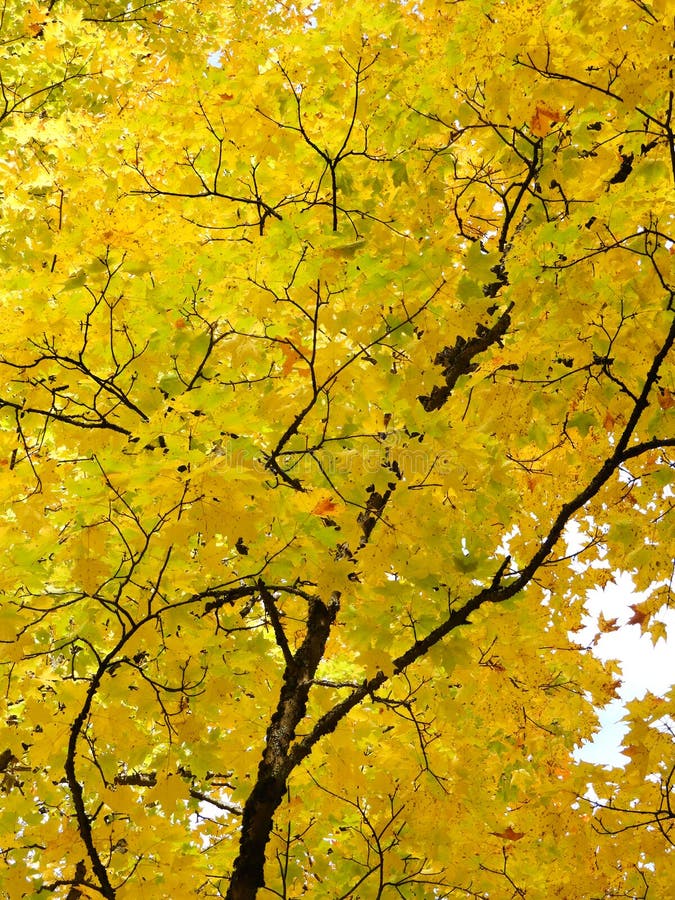 Golden Tree Color Isolated in Woods during Fall Season Stock Photo ...