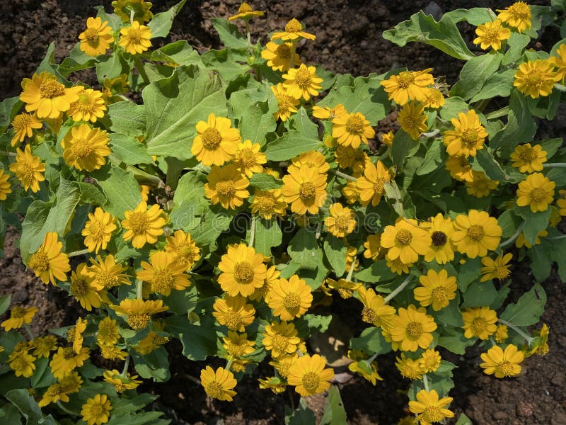 Yellow Golden Crownbeard Flowers Stock Photo - Image of encelioides ...