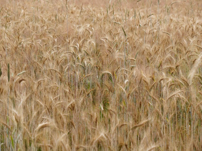 Yellow Golden Rye Cereal Fields in a Village Stock Photo - Image of ...
