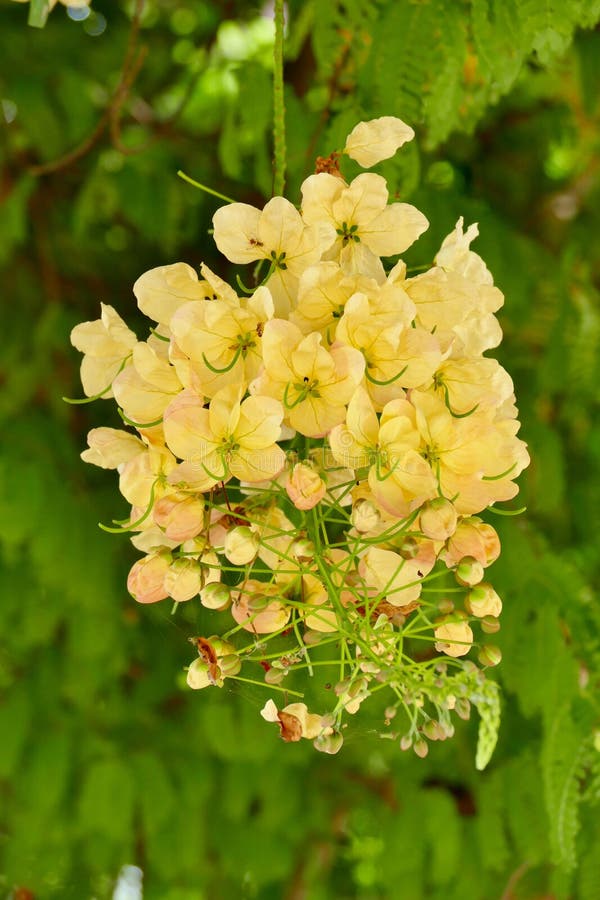 Yellow Golden Shower Flowers or Cassia Fistula Stock Image - Image of ... Yellow Golden Shower Flowers or Cassia Fistula Stock Image - Image of ...
