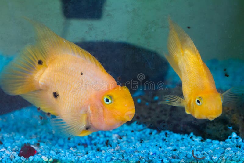 Yellow Goldfish stock photo. Image of yellow, water, orange - 28426368