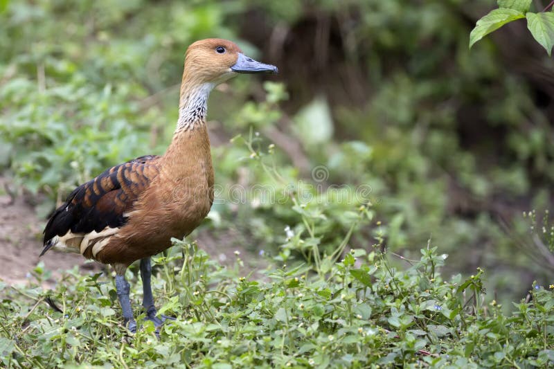 Yellow goose in a clearing stock photo. Image of green - 332674754