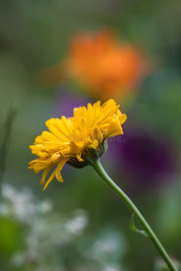 Goose Flower stock photo. Image of floral, roses, beautiful - 26501750