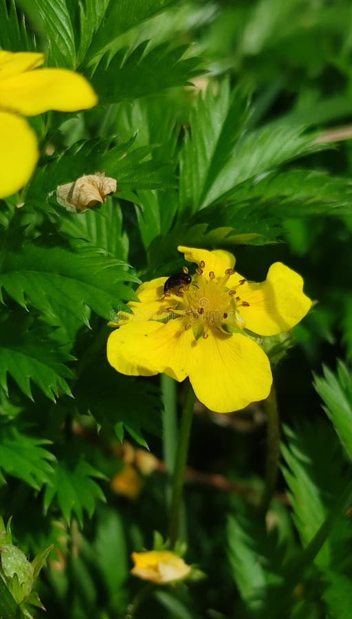 Yellow Goose Foot with an Insect on a Petal Stock Image - Image of ...