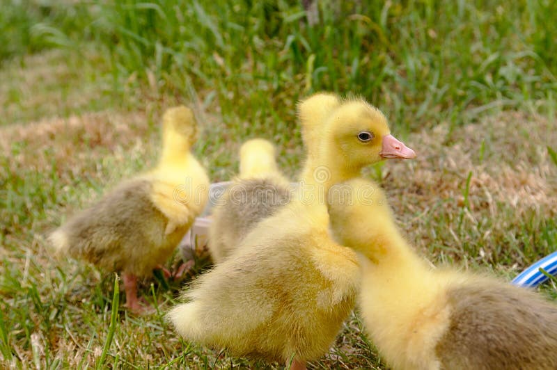 Yellow goose on the grass. stock photo. Image of ducklings - 55199368