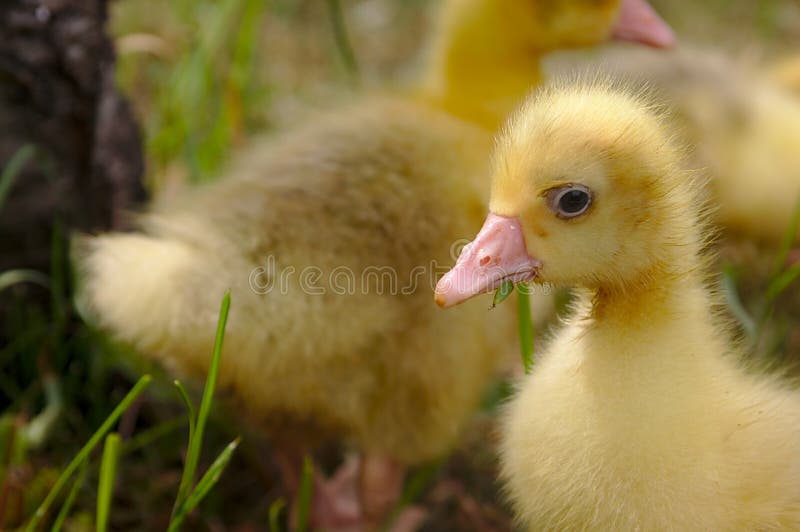 Yellow goose on the grass. stock image. Image of goose - 55199383