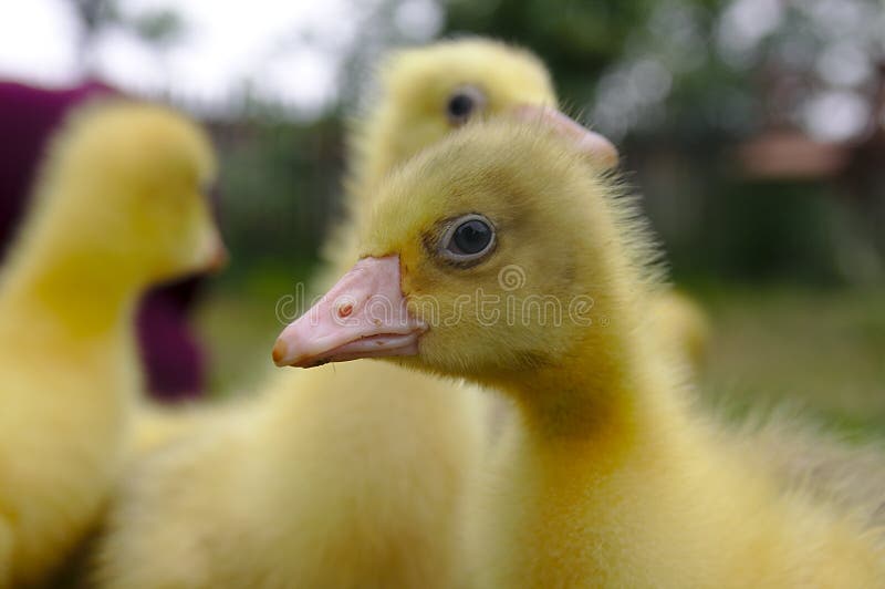 Yellow goose on the grass. stock photo. Image of ducklings - 55199368