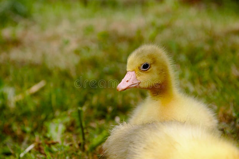 Yellow goose on the grass. stock image. Image of chicks - 55199773