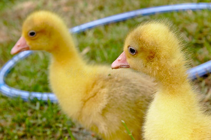 Yellow goose on the grass. stock photo. Image of ducklings - 55199368