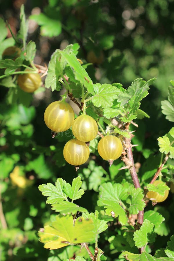 Yellow gooseberries stock image. Image of fresh, dessert - 44007299