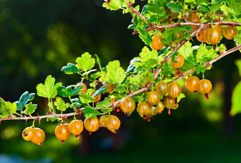 Yellow gooseberry stock photo. Image of leaf, garden - 52840206