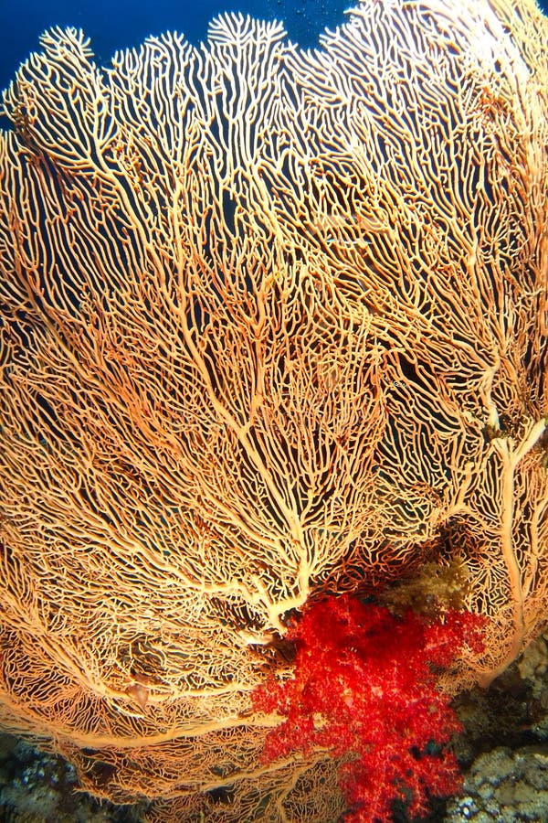 Yellow Gorgonia with Red Soft Coral Stock Image - Image of holiday ...