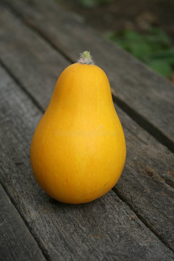 Yellow gourd stock image. Image of colorful, fall, life - 45328573
