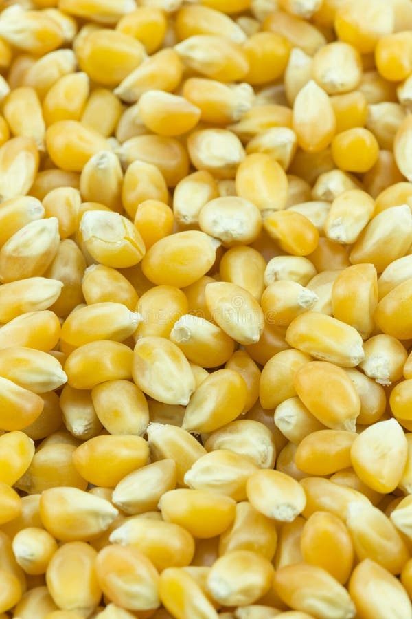 Yellow grain corn stock image. Image of leaf, background - 49857025
