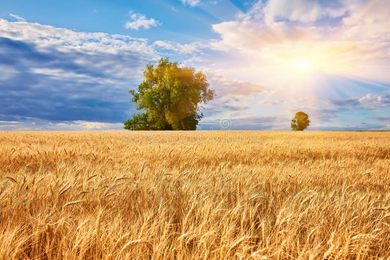 Yellow Grain Ready for Harvest Growing in a Field Stock Image - Image ...