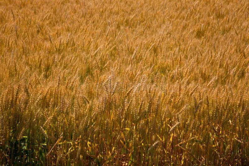 Yellow Grain on Stem Field Crop Texture Stock Image - Image of fall ...