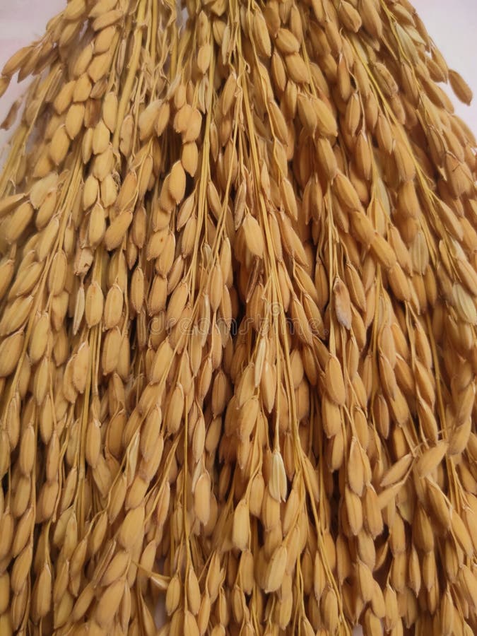 The Yellow Grains of Rice after Harvest are Placed on the Floor Stock ...