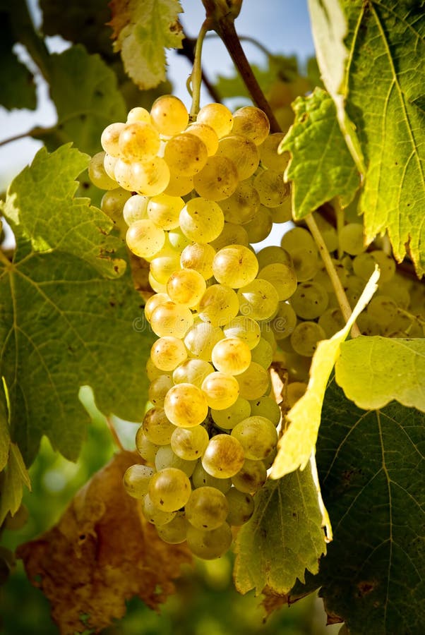 Yellow grape stock photo. Image of leafs, countryside - 25761500