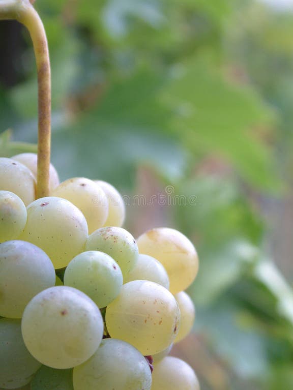 Yellow grape stock image. Image of foods, vines, country - 688951