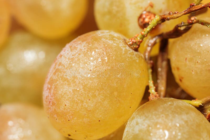 Yellow Grape Berry with Water Drops Close-up Stock Photo - Image of ...