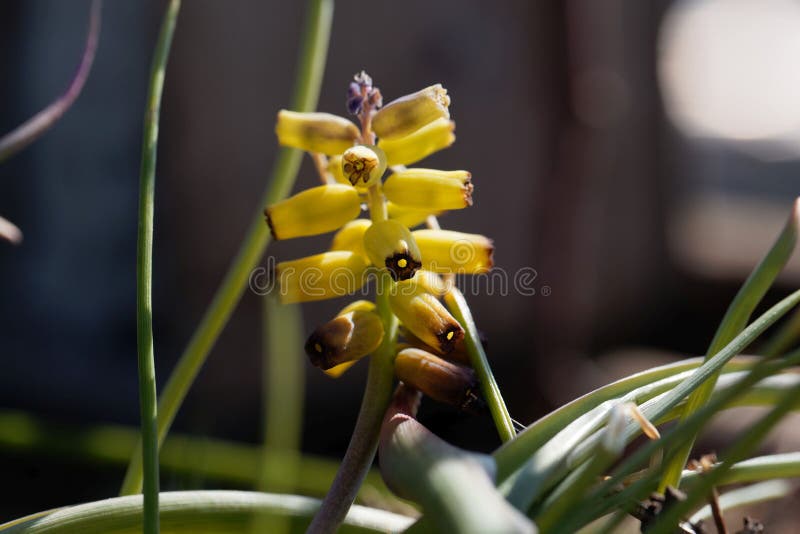 Yellow Grape Hyacinth, Muscari Macrocarpum Stock Photo - Image of ...