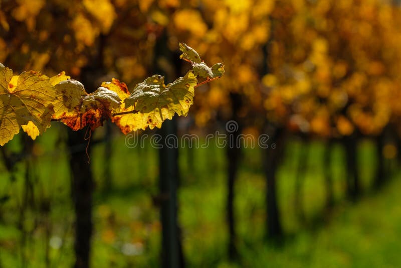 Vineyard in Fall Harvest with Ripe Grapes Stock Photo - Image of ...