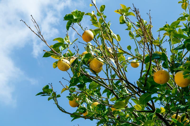 Yellow Grapefruit on a Tree Branch with Green Leaves, Blue Sky in the ...