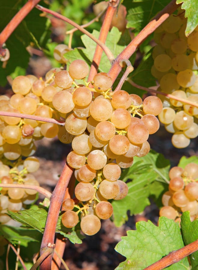 Yellow grapes stock image. Image of countries, horizontal - 27136949