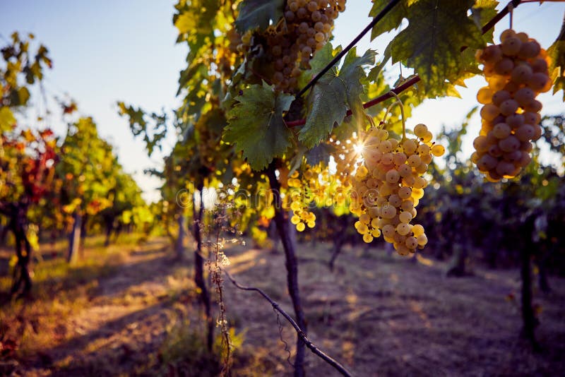Yellow Grapes on Grapevine in the Vineyard Stock Image - Image of field ...