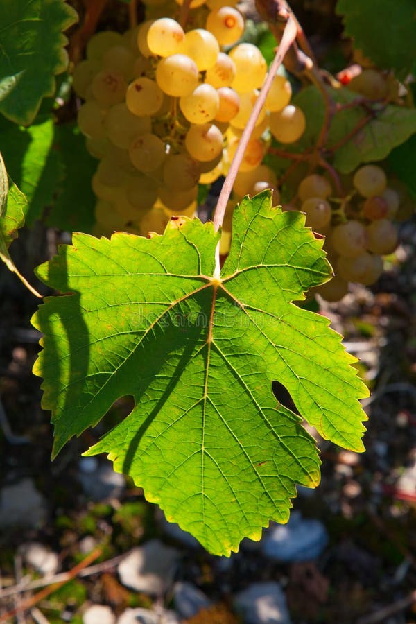 Blue grapes stock image. Image of bunch, harvesting, agriculture - 11066977