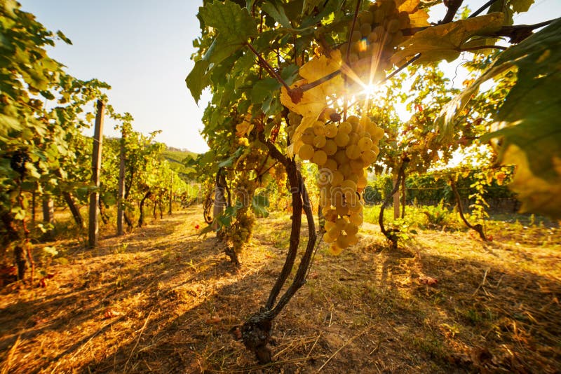 Yellow Grapes with Sun Rays in the Vineyard Stock Photo - Image of ...