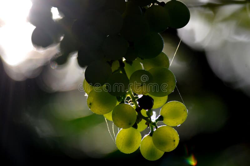 Yellow Grapes Wrapped in a Spider S Web Stock Image - Image of grapes ...