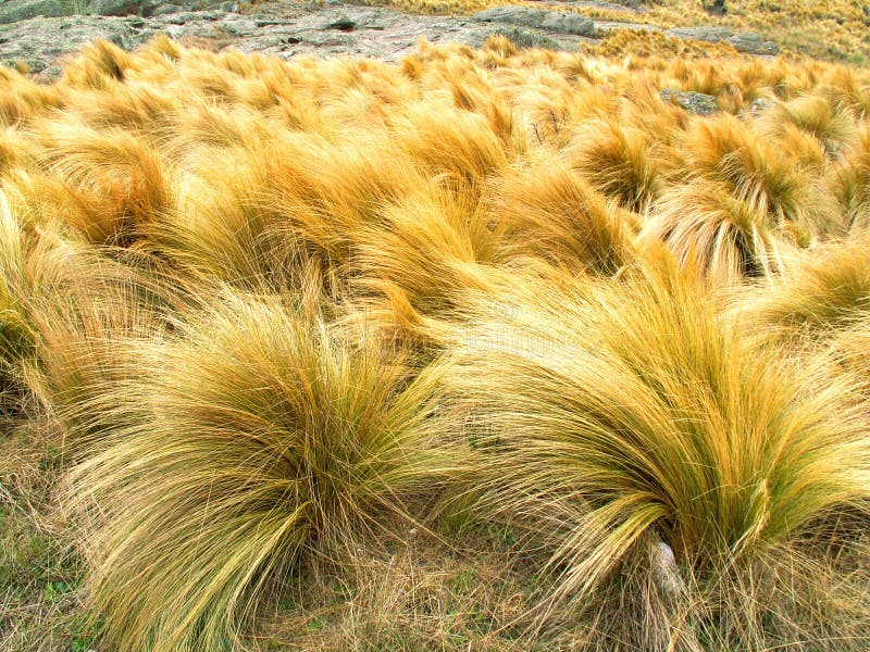Yellow grass stock image. Image of scenery, tuft, ground - 10417705