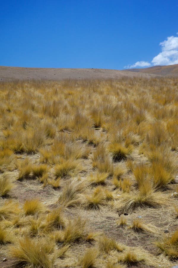 Yellow grass. stock photo. Image of autumn, abstract - 11879936