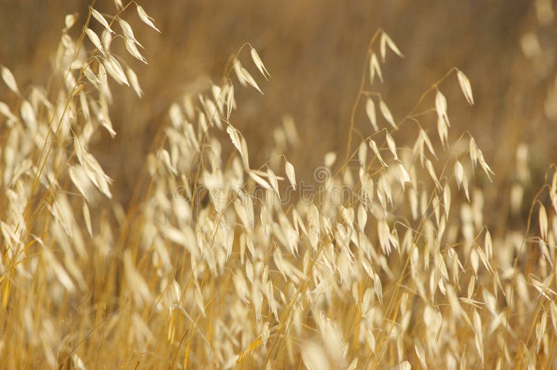 Yellow Grass Meadow with Mountain Peak on the Torres Del Paine Hike in ...